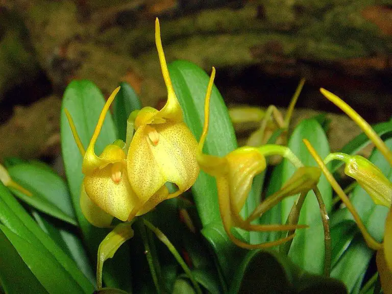 Masdevallia Orchid Care: Easy Tips and Tricks - Hydroponic Orchids