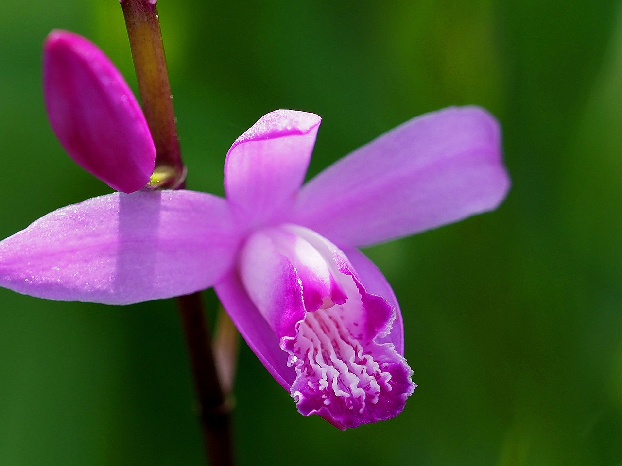 Chinese Ground Orchid Care: A Beginner's Guide to Bletilla Striata ...