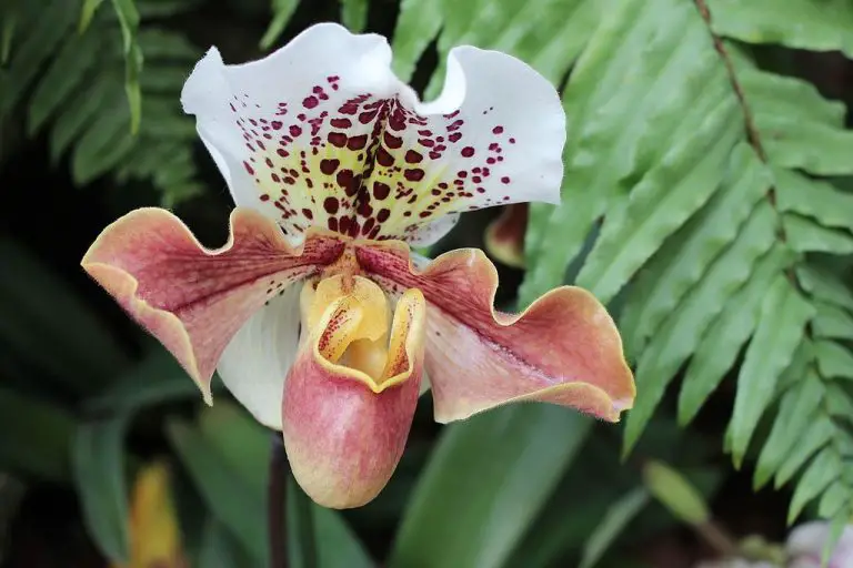 Paphiopedilum Orchid Care: Easy Care Guide - Hydroponic Orchids