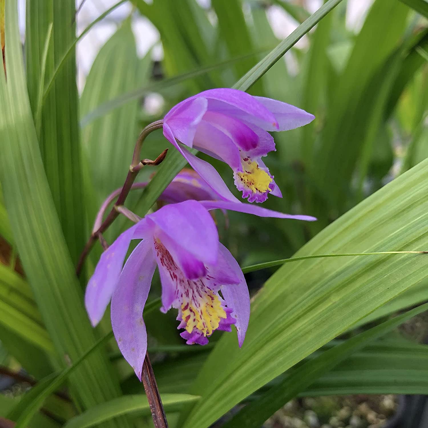 Growing Terrestrial Orchids [Grow These Easy Orchids] - Hydroponic Orchids