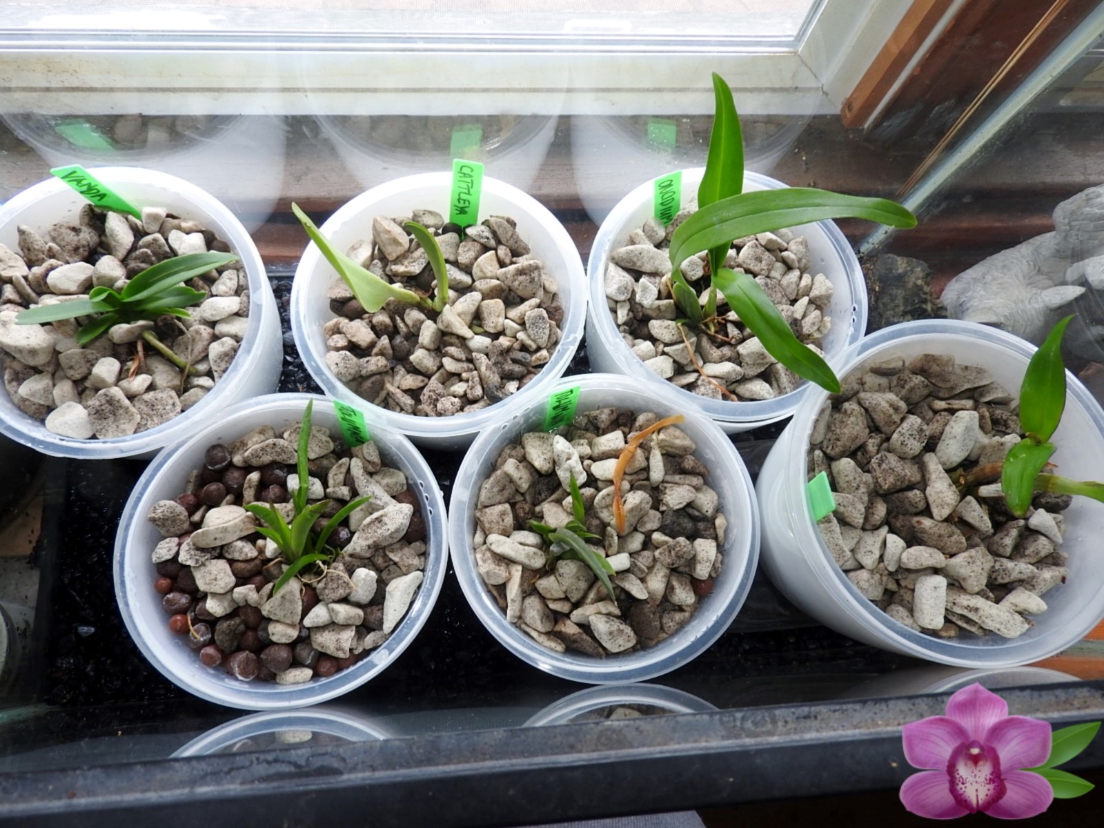 Orchid Terrarium DIY [An Unusual Fish Tank Transformation] - Hydroponic ...