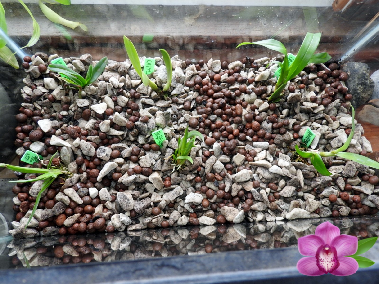 Orchid Terrarium DIY [An Unusual Fish Tank Transformation] - Hydroponic ...