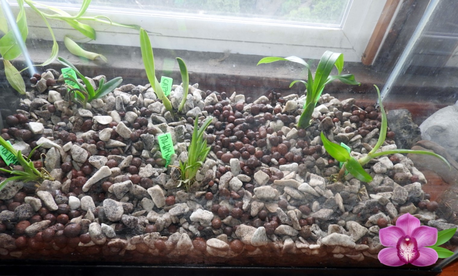 Orchid Terrarium DIY [An Unusual Fish Tank Transformation] - Hydroponic ...