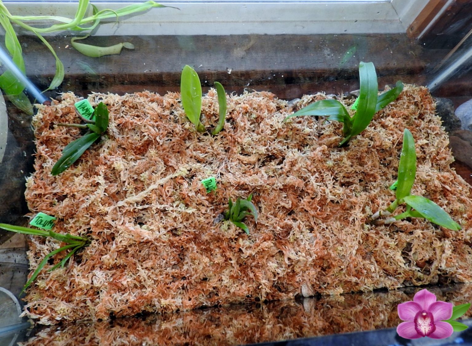 Orchid Terrarium DIY [An Unusual Fish Tank Transformation] - Hydroponic ...