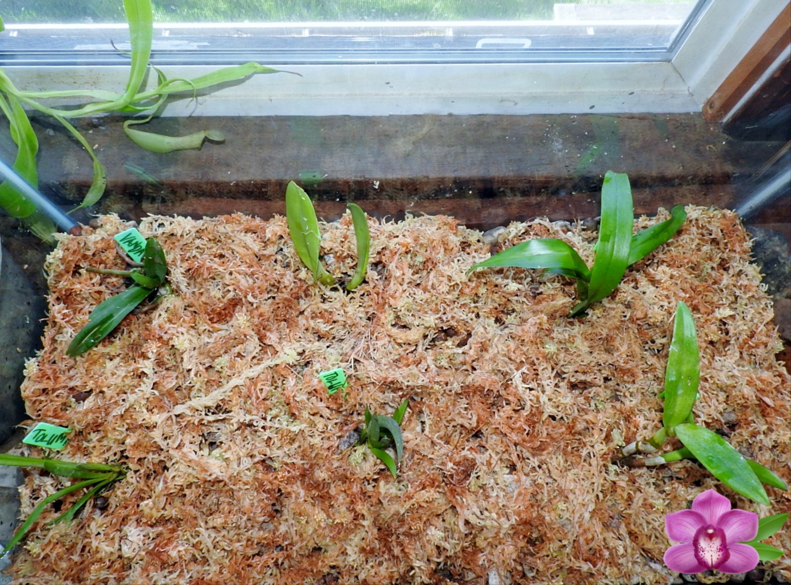 Orchid Terrarium DIY [An Unusual Fish Tank Transformation] - Hydroponic ...