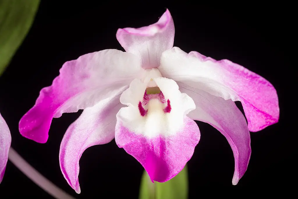 Dendrobium Orchid Care: Easy Beginners Guide - Hydroponic Orchids