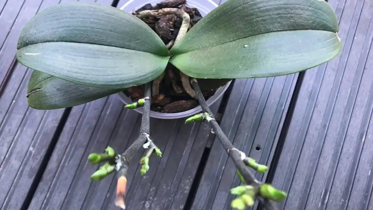 How To Get A Keiki On My Orchid