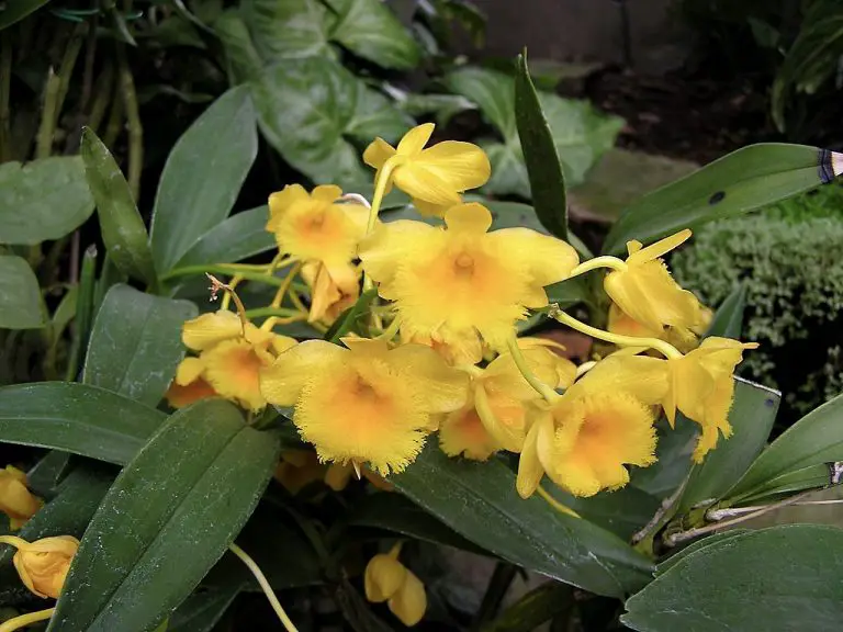 Dendrobium Orchid Care: Easy Beginners Guide - Hydroponic Orchids