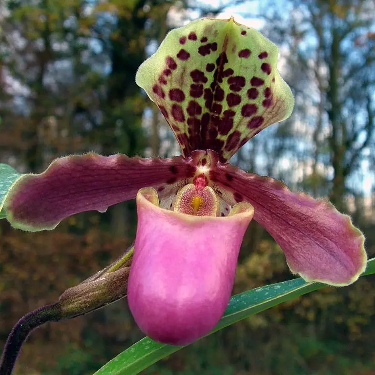 Paphiopedilum Orchid Care: Easy Care Guide - Hydroponic Orchids