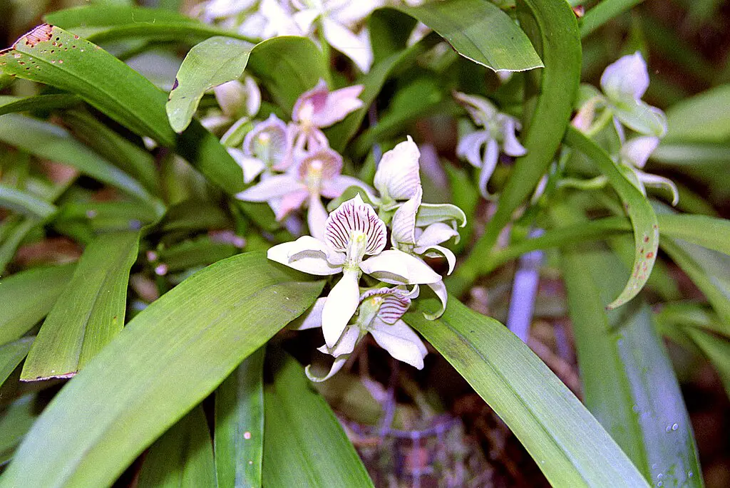 Encyclia Orchid Care: 9 Easy Care Tips and Tricks - Hydroponic Orchids