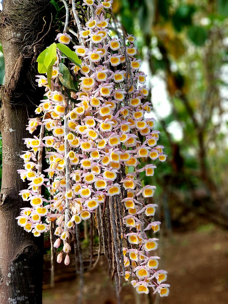Dendrobium Orchid Care: Easy Beginners Guide - Hydroponic Orchids