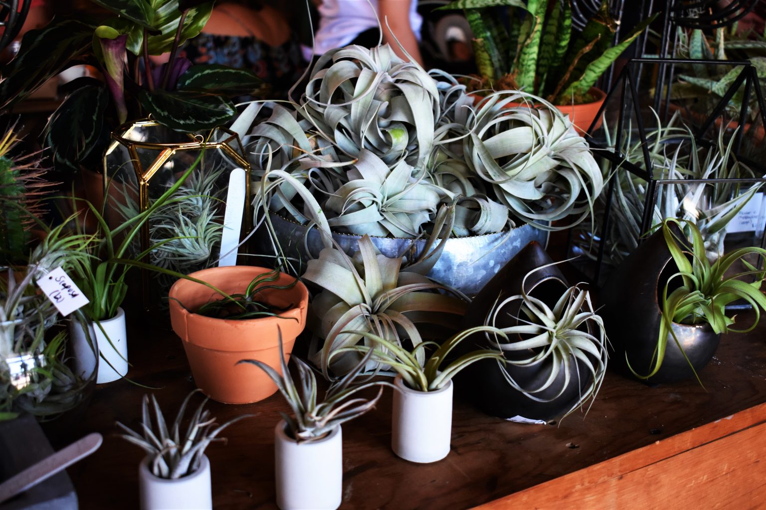 How Do You Take Care Of Air Plants? 9 Easy Care Tips For Beginners ...
